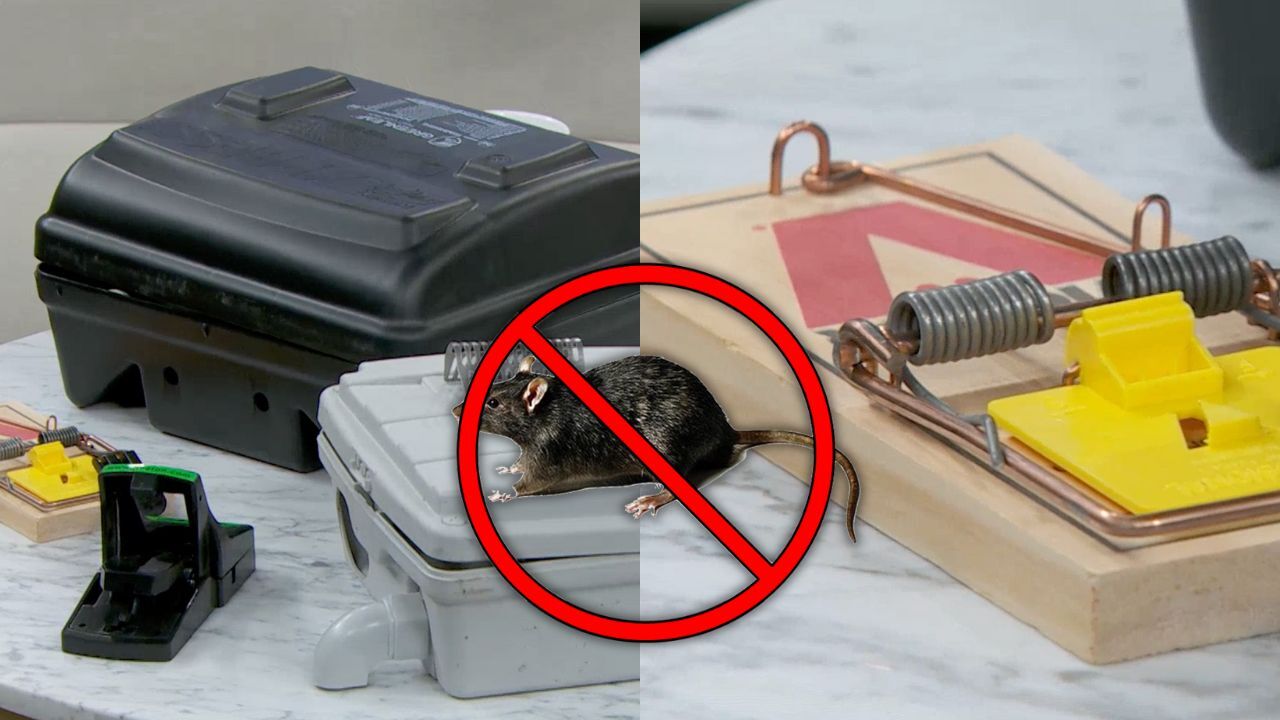 How to prevent rats from coming into your home – Breakfast Television