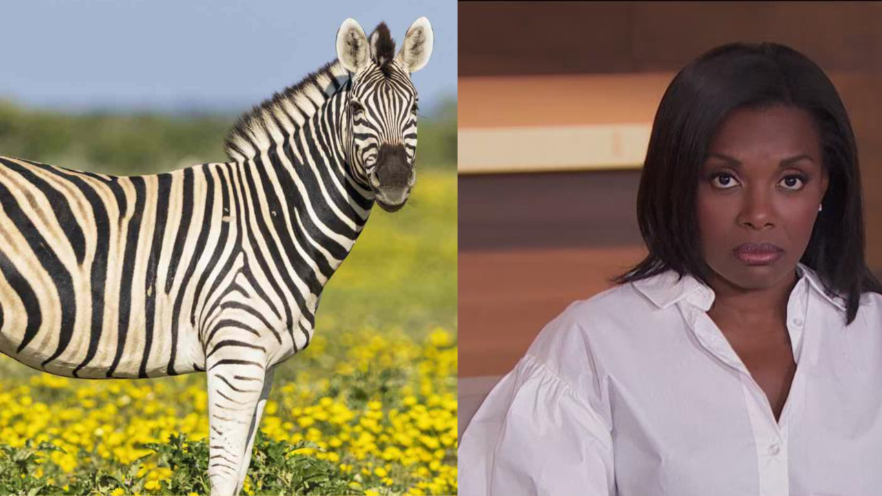 TV hosts FAIL at impersonating the sound of a zebra (and it’s a must ...