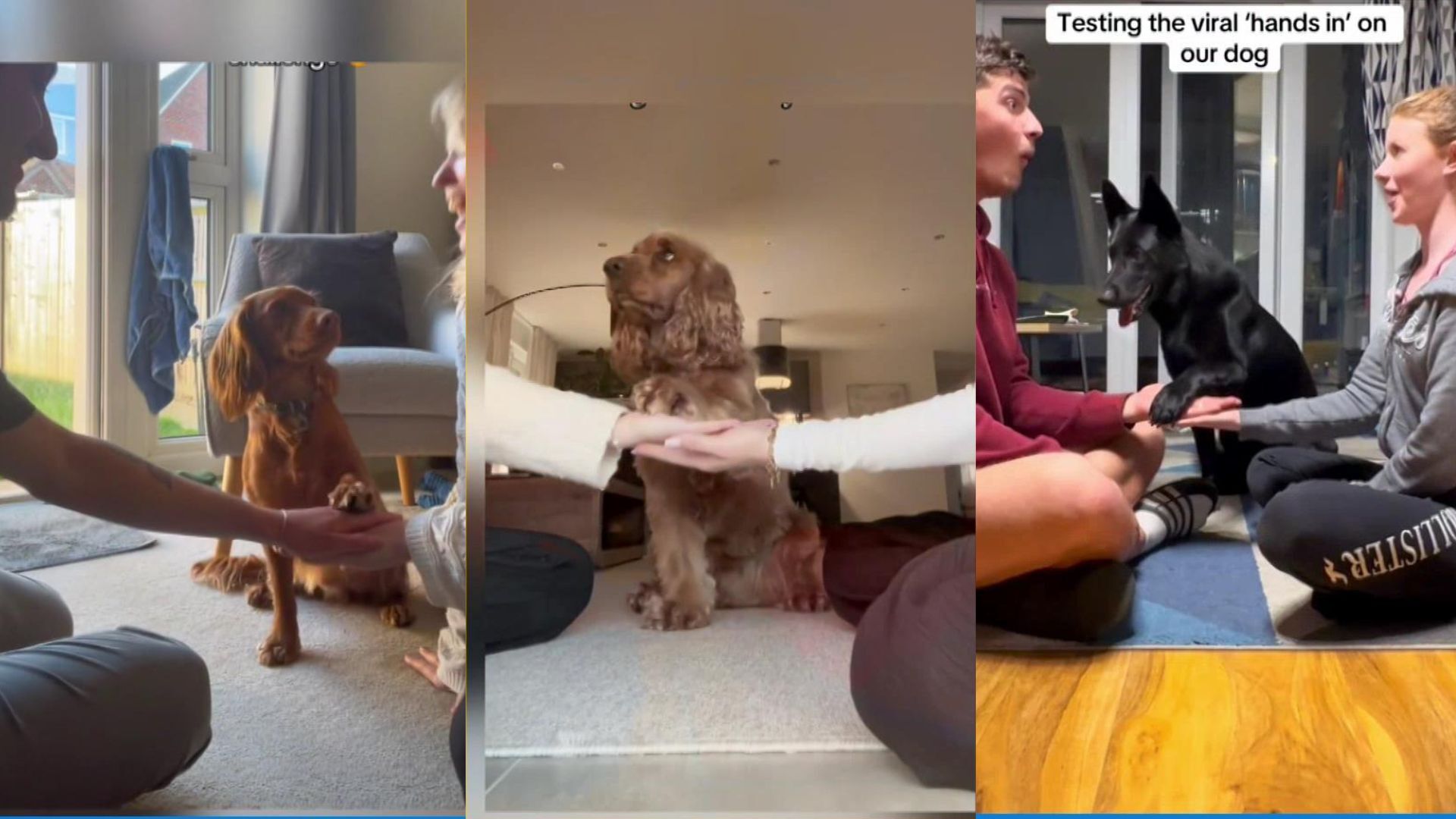 This viral ‘paws in challenge’ is melting our hearts – Breakfast Television