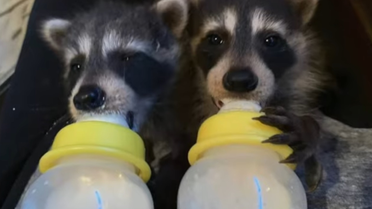 Here’s how you can support raccoon rehabilitation in Ontario ...
