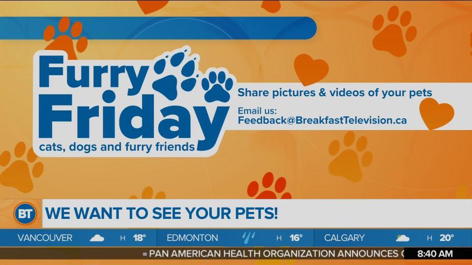 We Want To See Your Furry Pets! – Breakfast Television