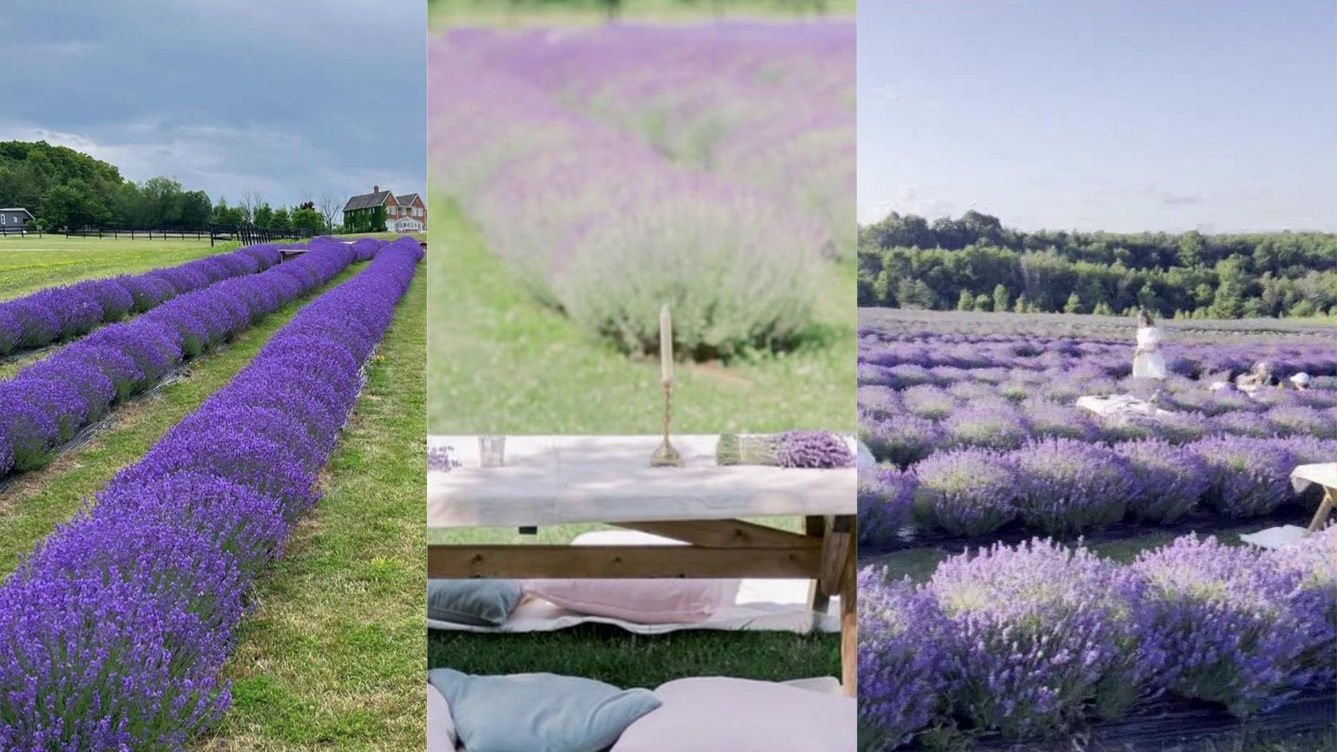 This stunning lavender farm is just over an hour away from Toronto ...