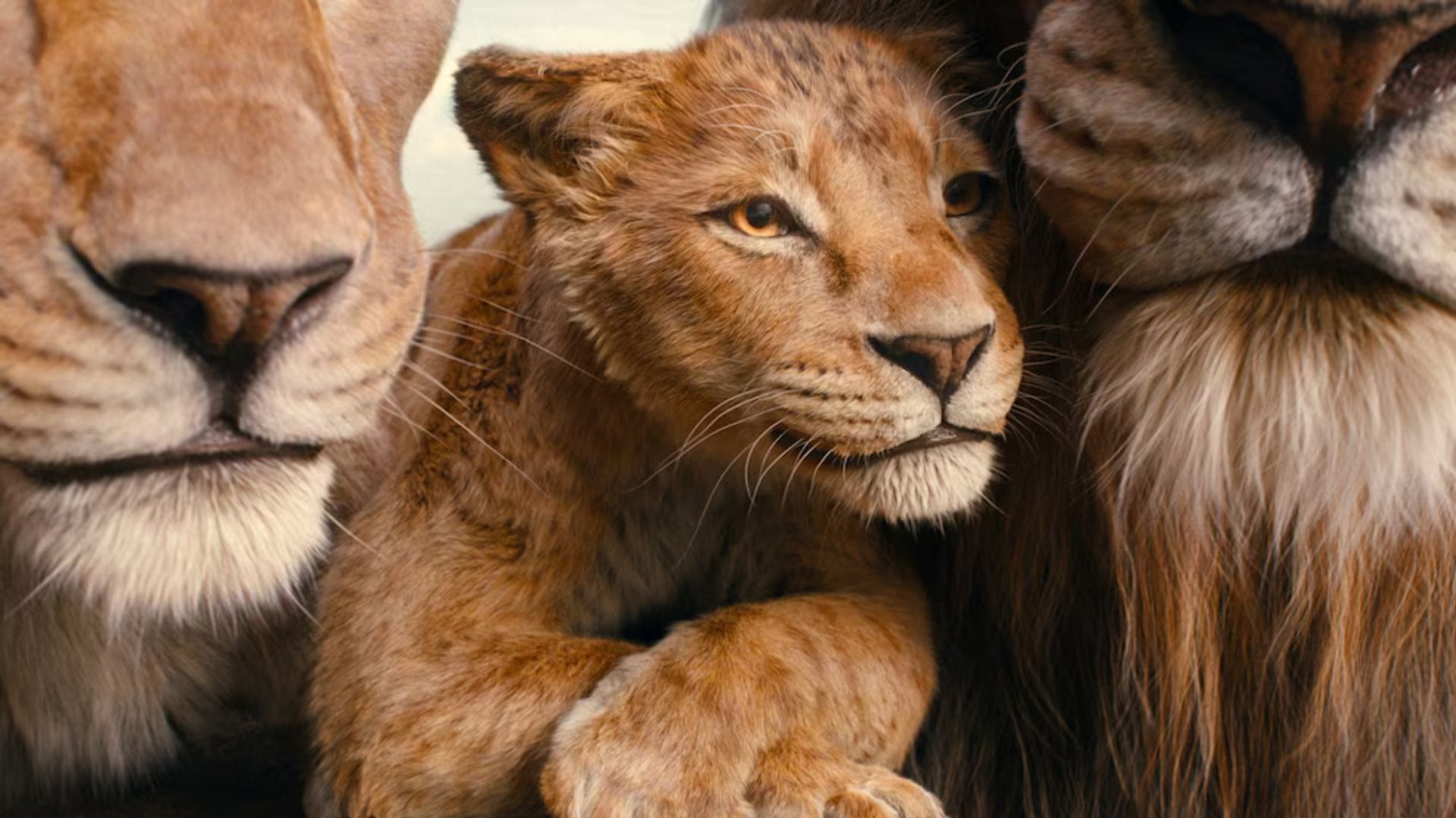 Take an inside look at Mufasa the Lion King – Breakfast Television
