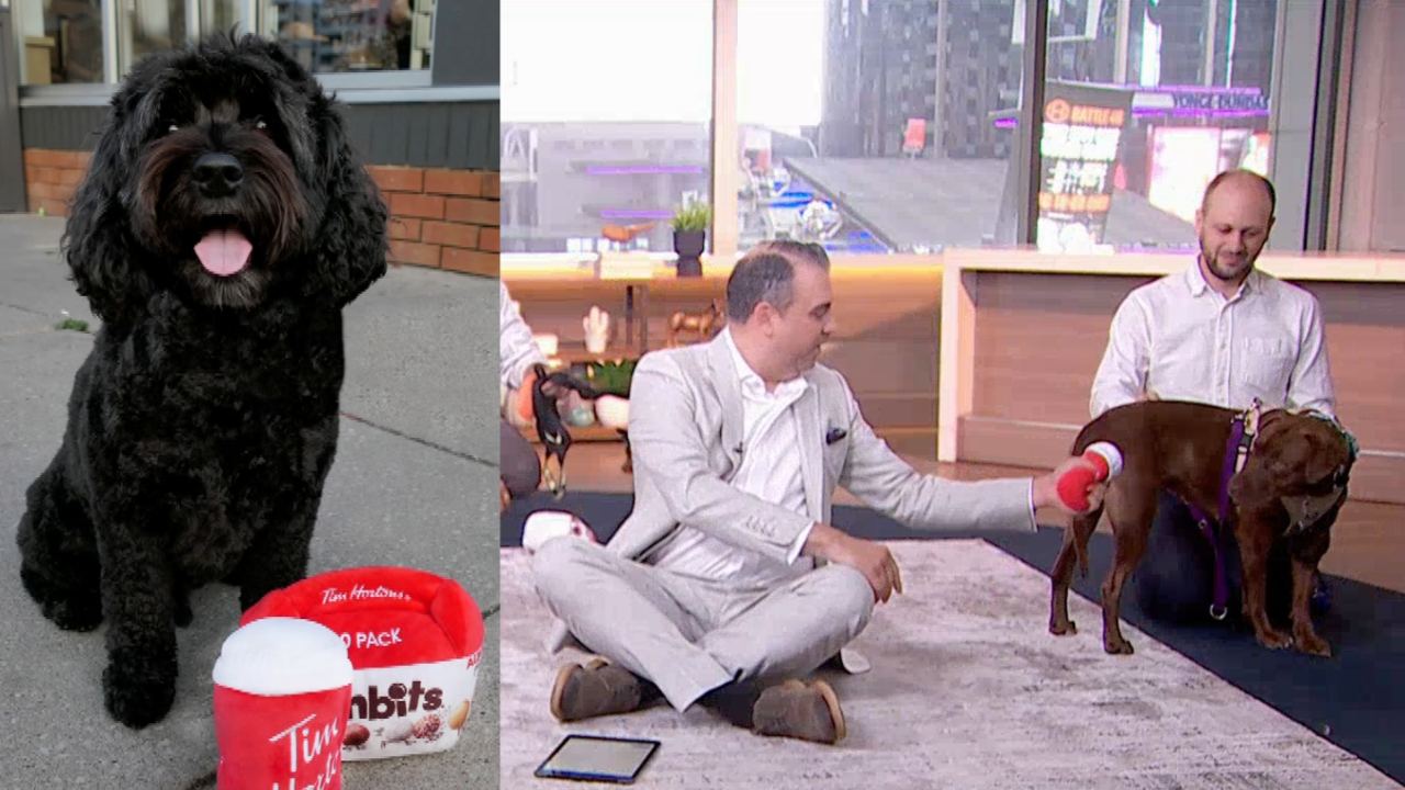 Tim Hortons is giving away limited edition toys for National Dog Day ...