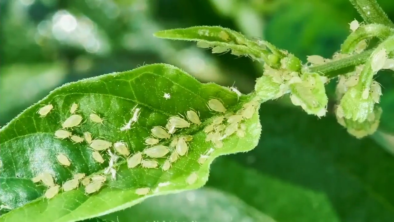 4 Harmful Garden Insects And Natural Ways To Protect Your Plants