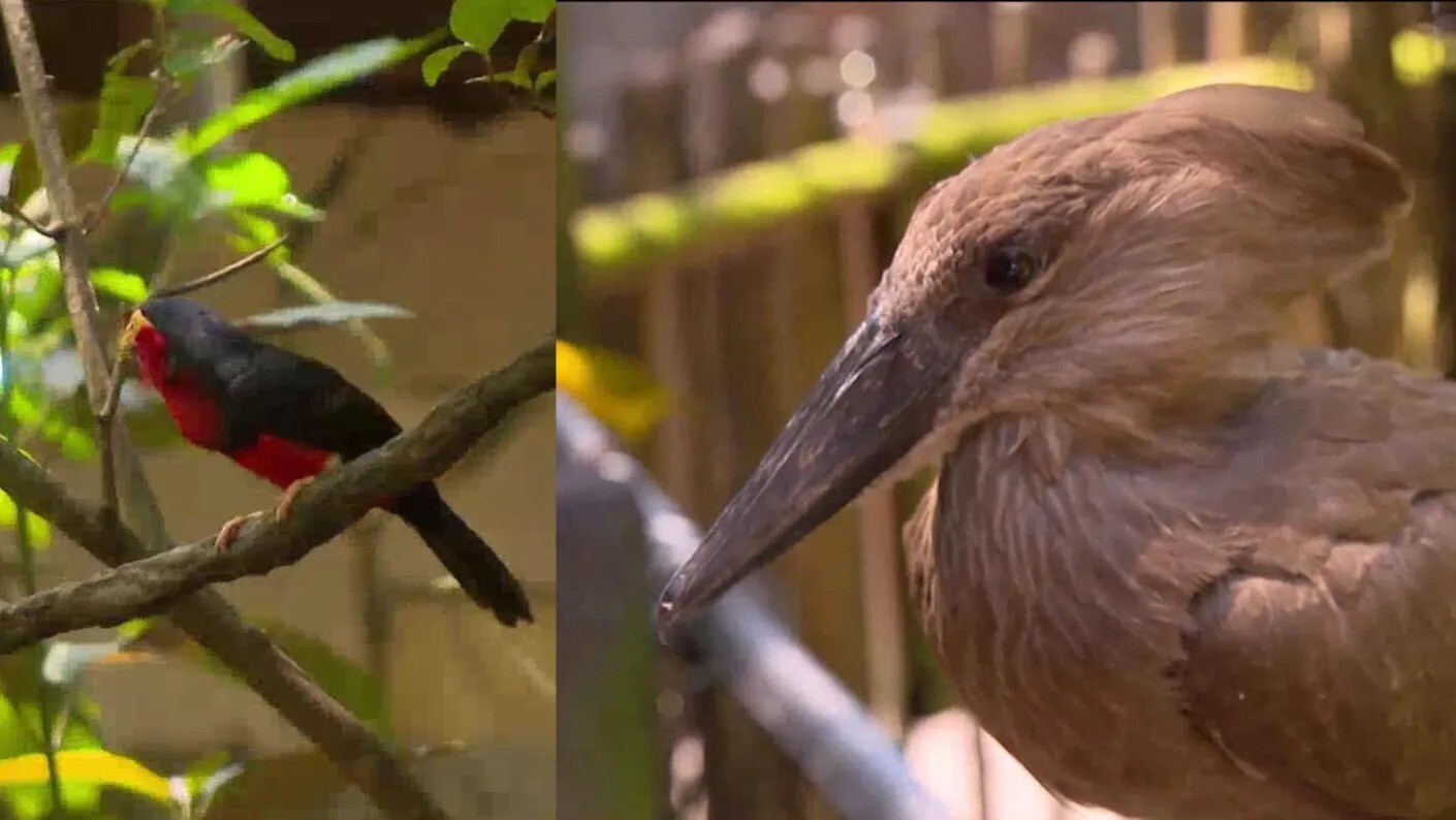 Disney’s Animal Kingdom Theme Park hosts some of the coolest birds in ...