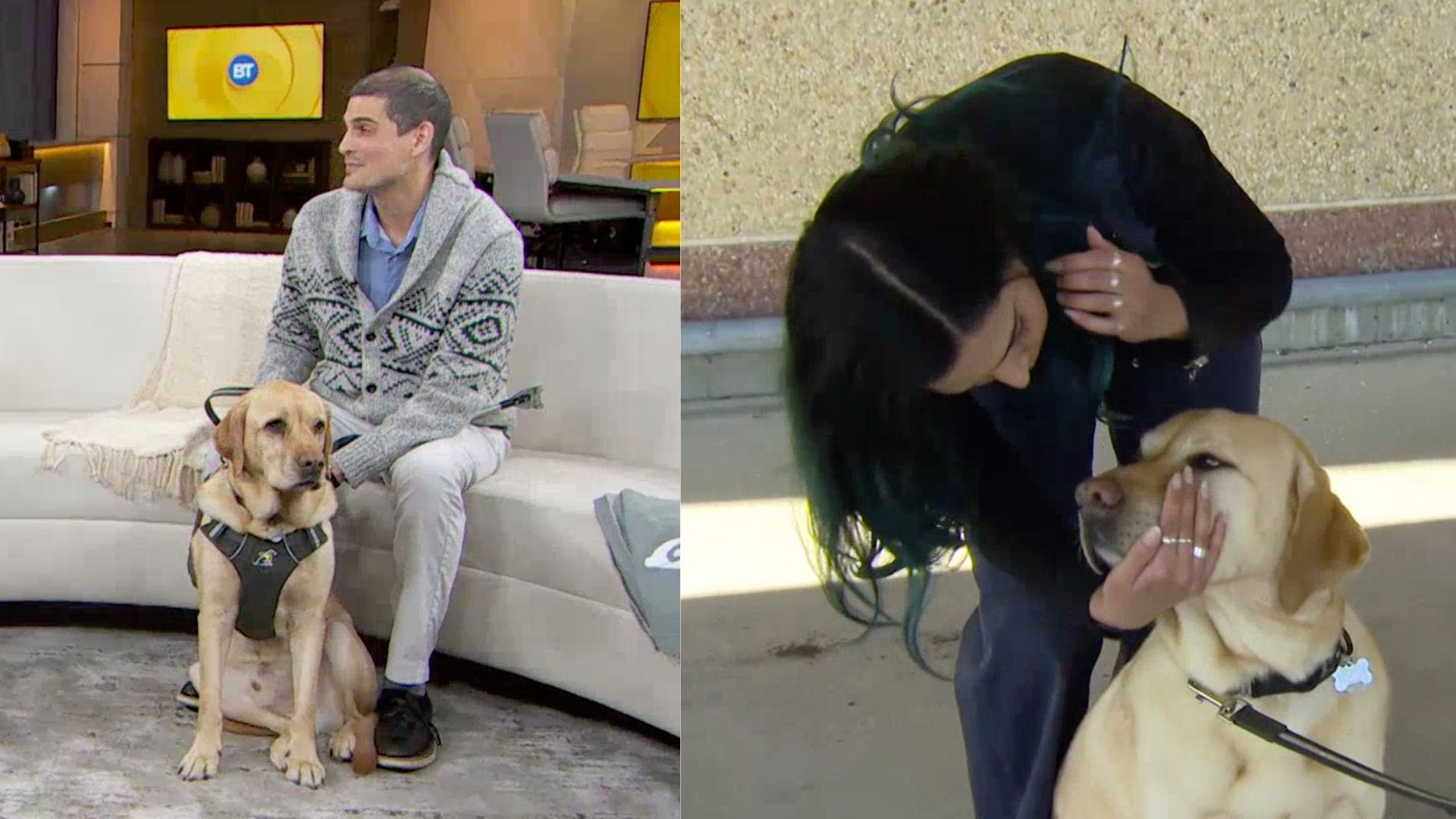 Here’s the proper etiquette you should be following around guide dogs ...