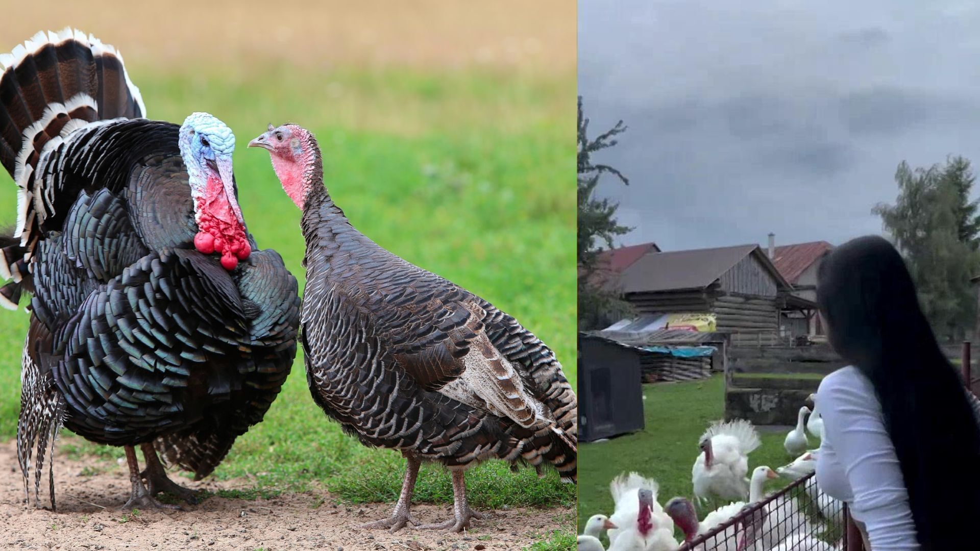WATCH: This woman can actually ‘talk’ to turkeys – Breakfast Television