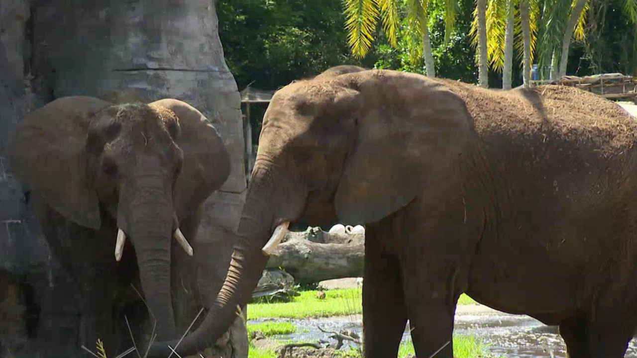 An intimate look inside Walt Disney World’s incredible African elephant ...