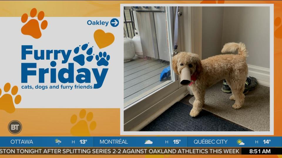 Furry Friday – Breakfast Television