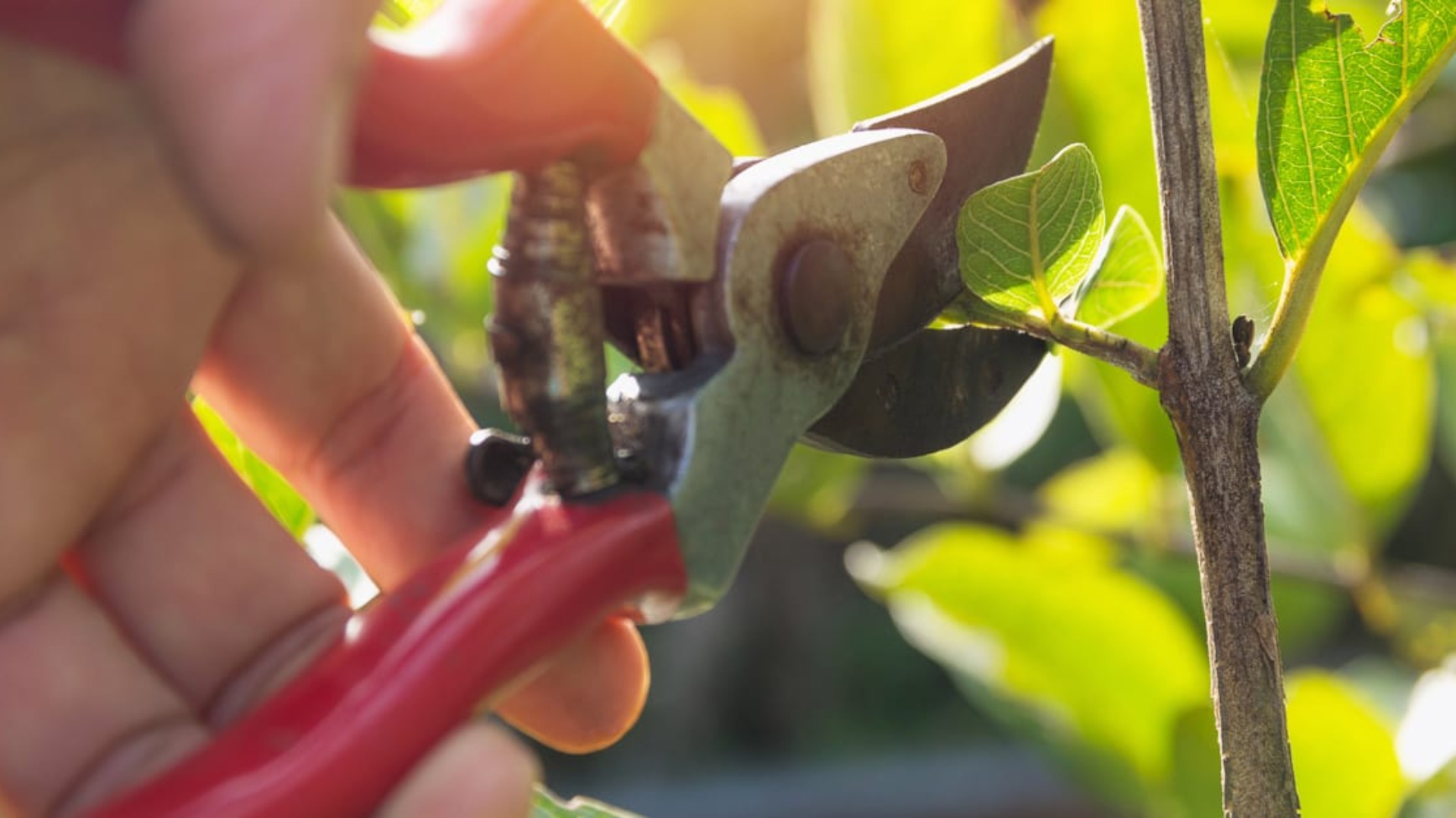 Prune like a pro with these tips and tricks – Breakfast Television