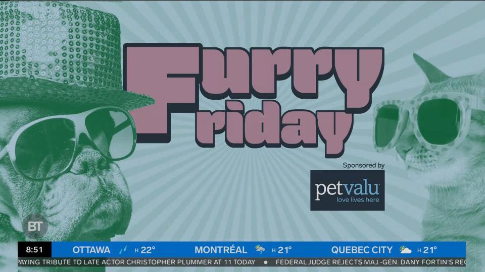 Submit a photo of your pets for Furry Fridays! – Breakfast Television