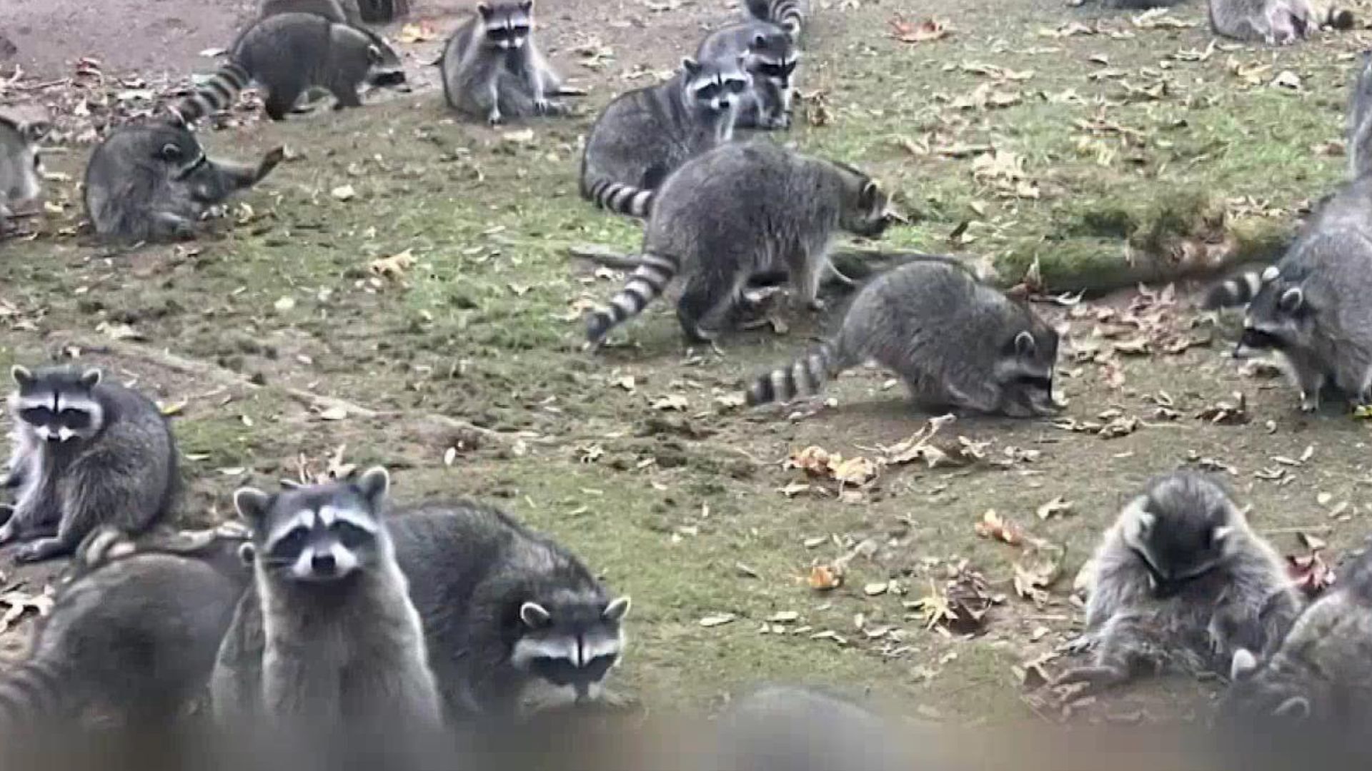 This woman fed raccoons in her backyard for 3 decades — and this is ...