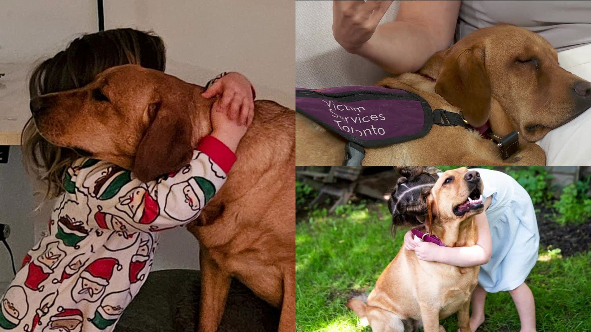 Meet the new Victim Services Toronto’s trauma dog ‘Penny’ – Breakfast ...