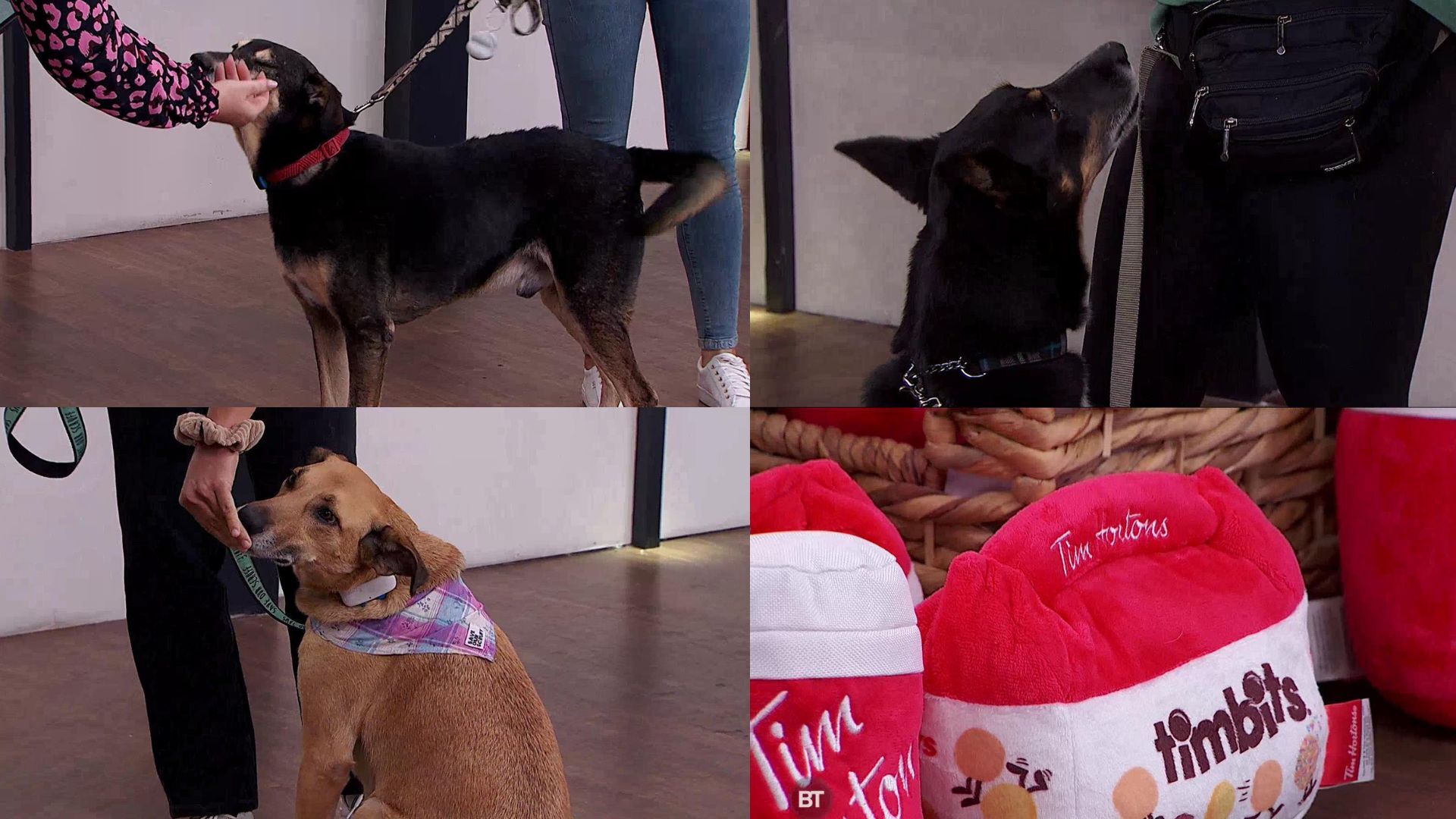 Tim Hortons just dropped a merch line for dogs — and we’re obsessed ...