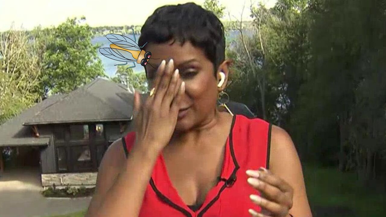 Meteorologist brawls with a bug LIVE on TV – Breakfast Television