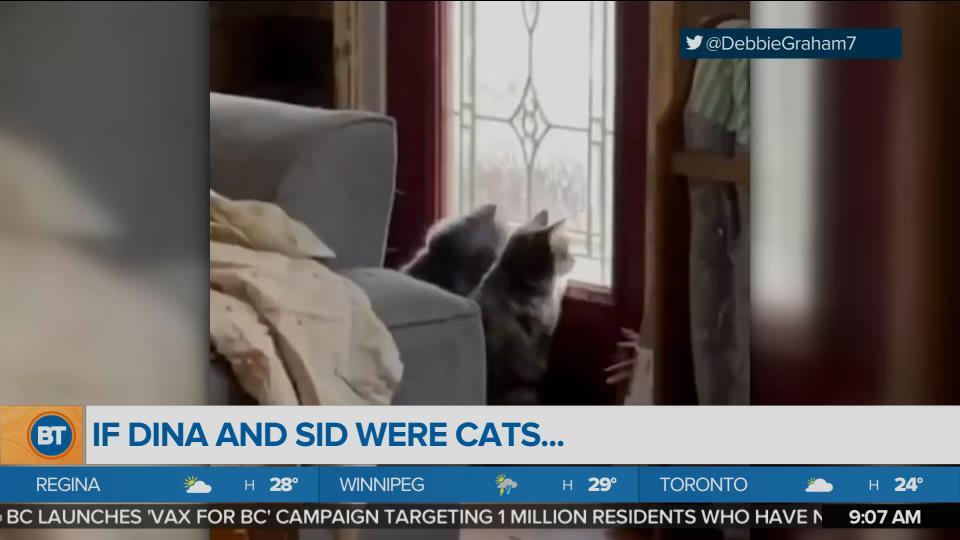 BT Bright Spot: If Sid and Dina Were Cats… – Breakfast Television