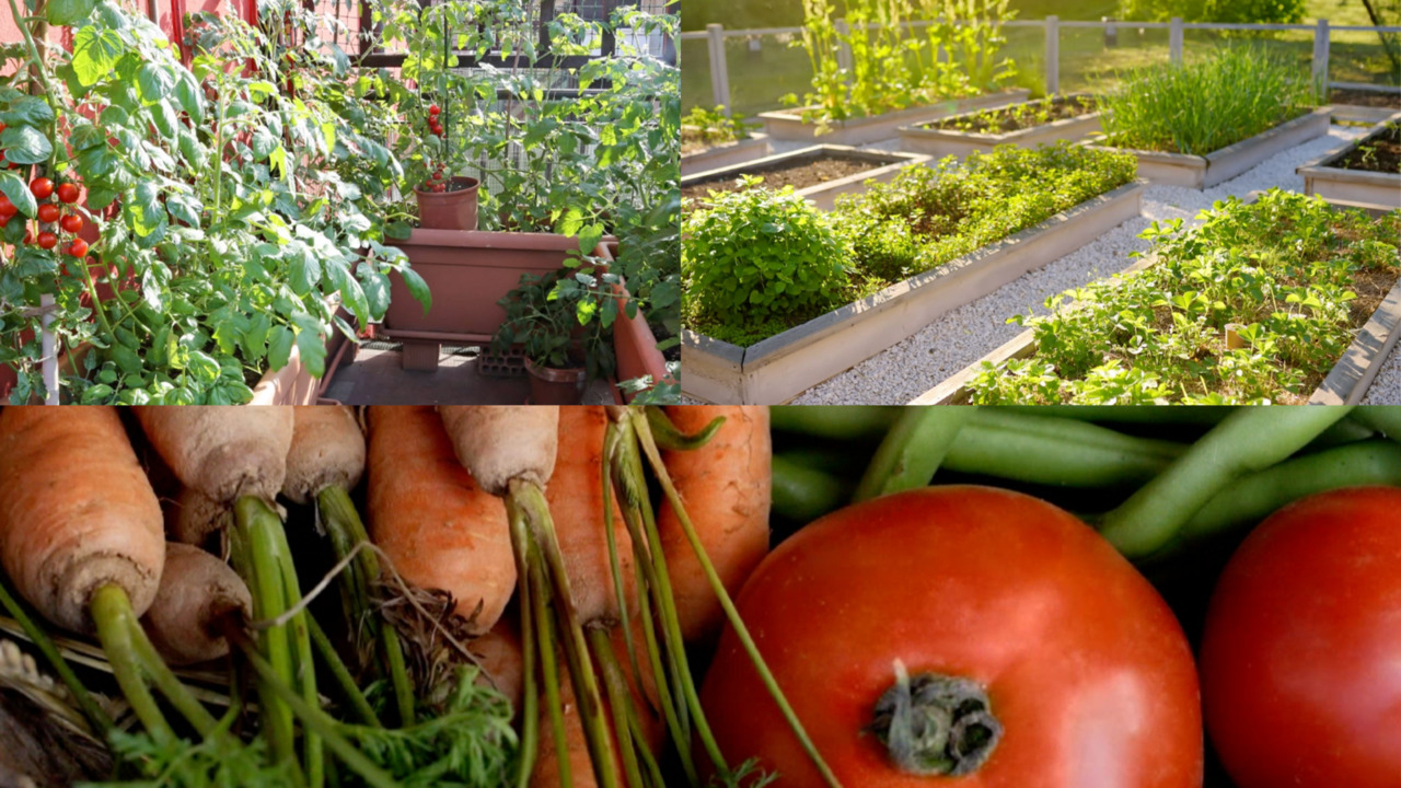 Frankie Flowers’ guide to growing your own food at home – Breakfast ...