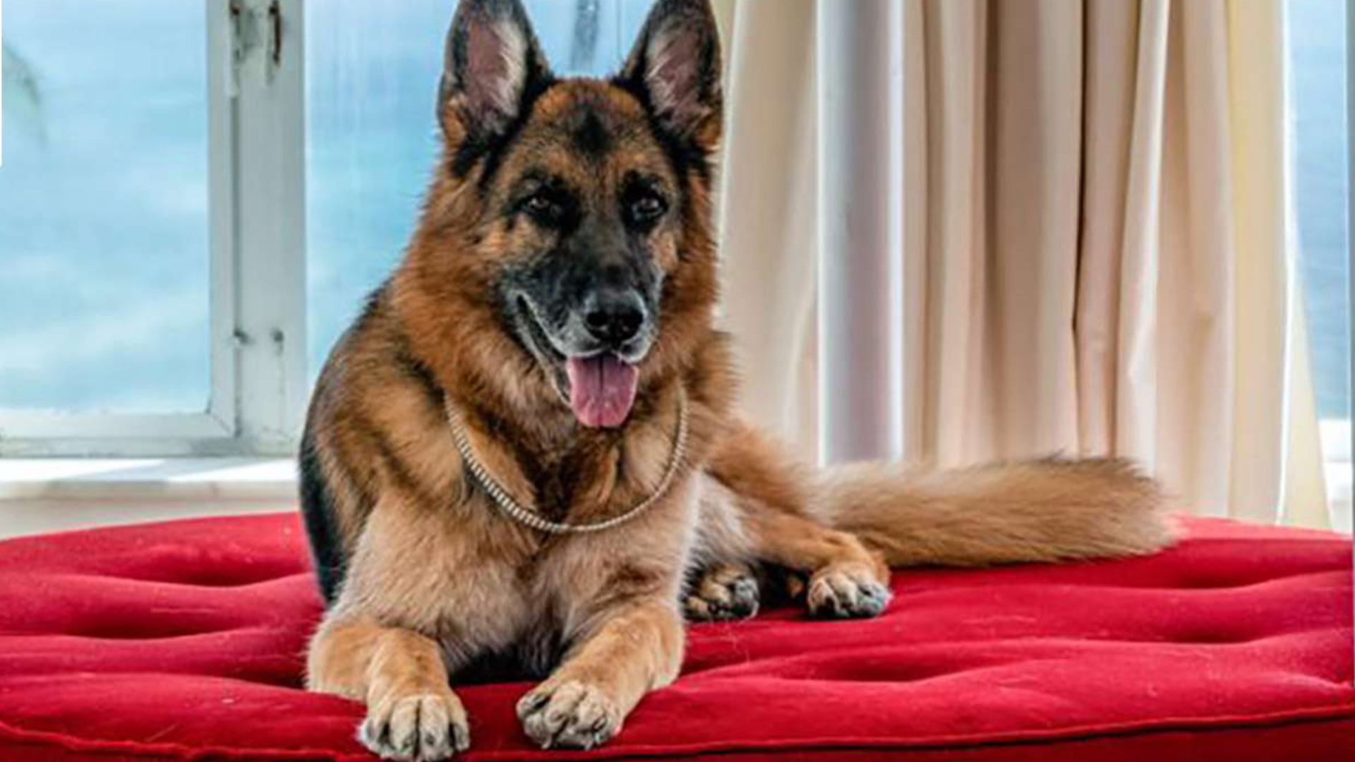 This is the wealthiest dog in the world – Breakfast Television