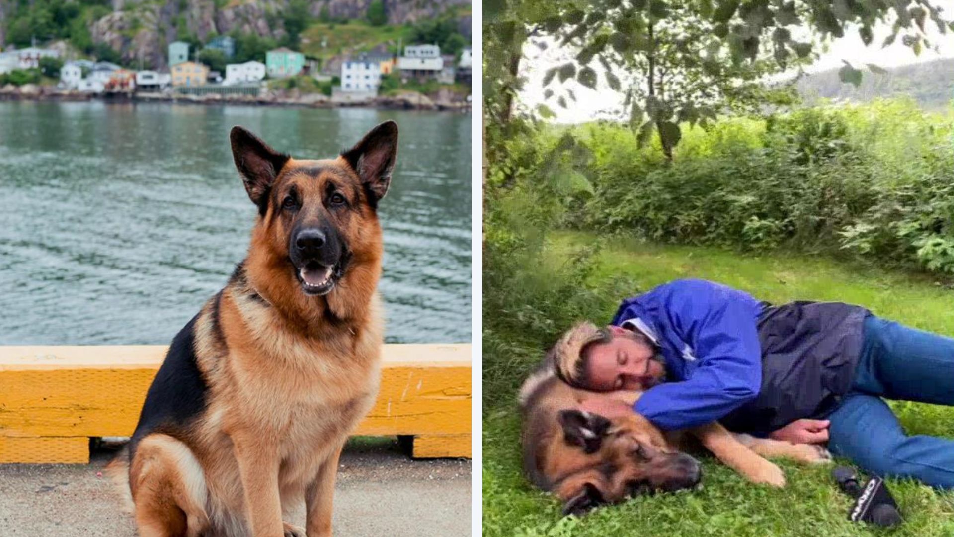 ‘Hudson & Rex’ canine star passes away – Breakfast Television