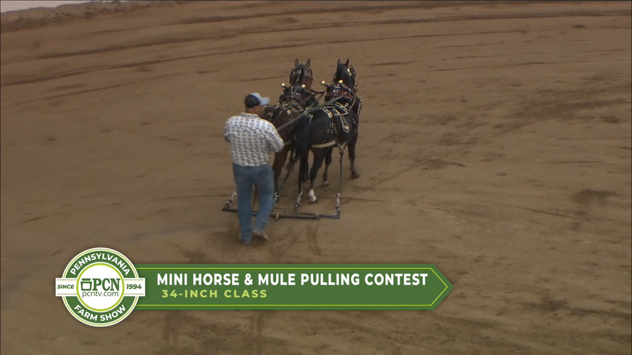 PCN Select Video - Mini Horse and Mule Pull Contest