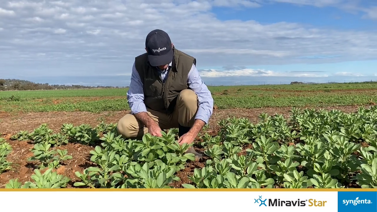 Miravis Star | Syngenta