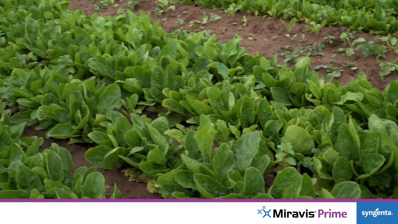 Miravis Prime | A New Dawn