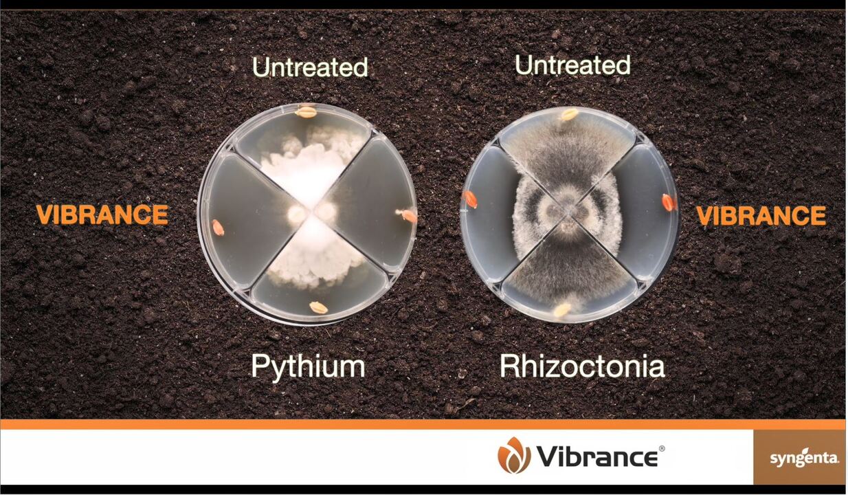 Vibrance | Syngenta