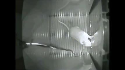 Skinner Box Gif