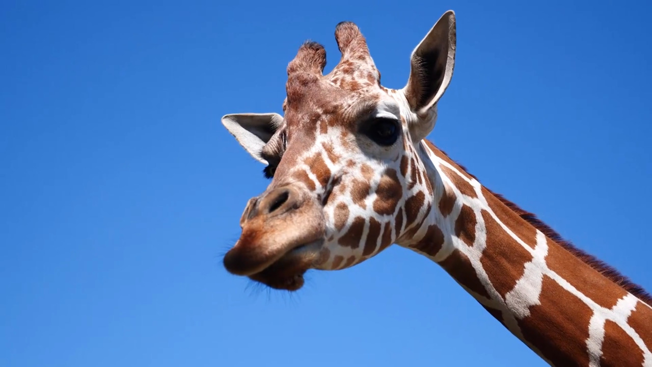 Tulsa Zoo | TravelOK.com - Oklahoma's Official Travel & Tourism Site