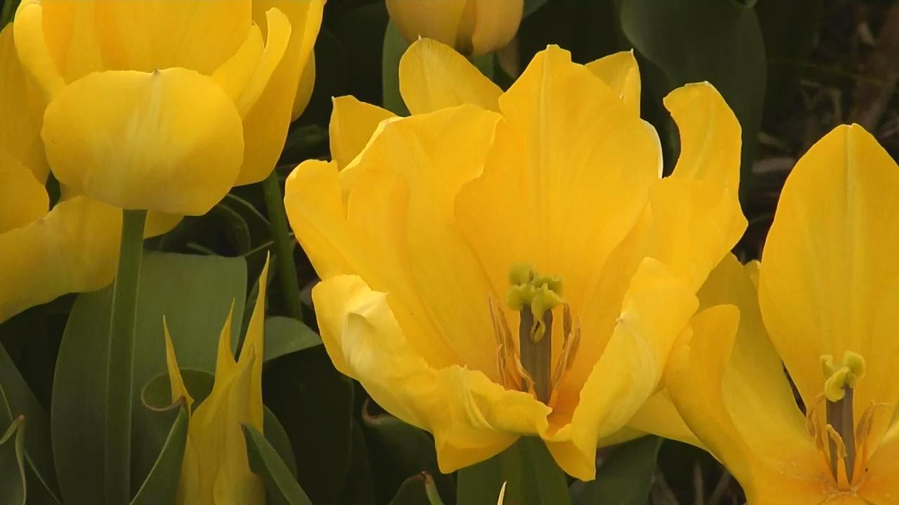 Tulsa Botanic Blooms | TravelOK.com - Oklahoma's Official Travel ...