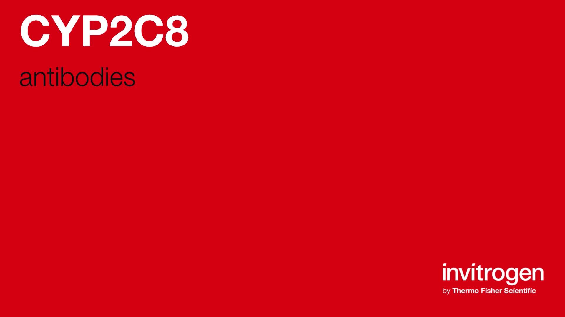 CYP2C8 antibodies from Thermo Fisher Scientific