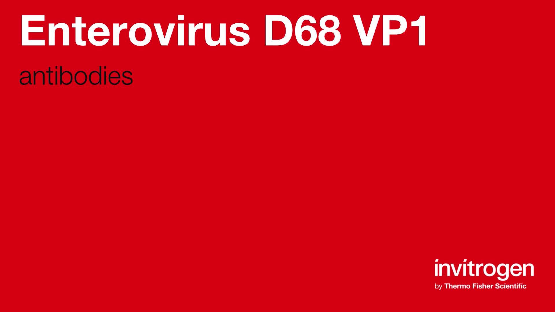Enterovirus D68 VP1 antibodies from Thermo Fisher Scientific