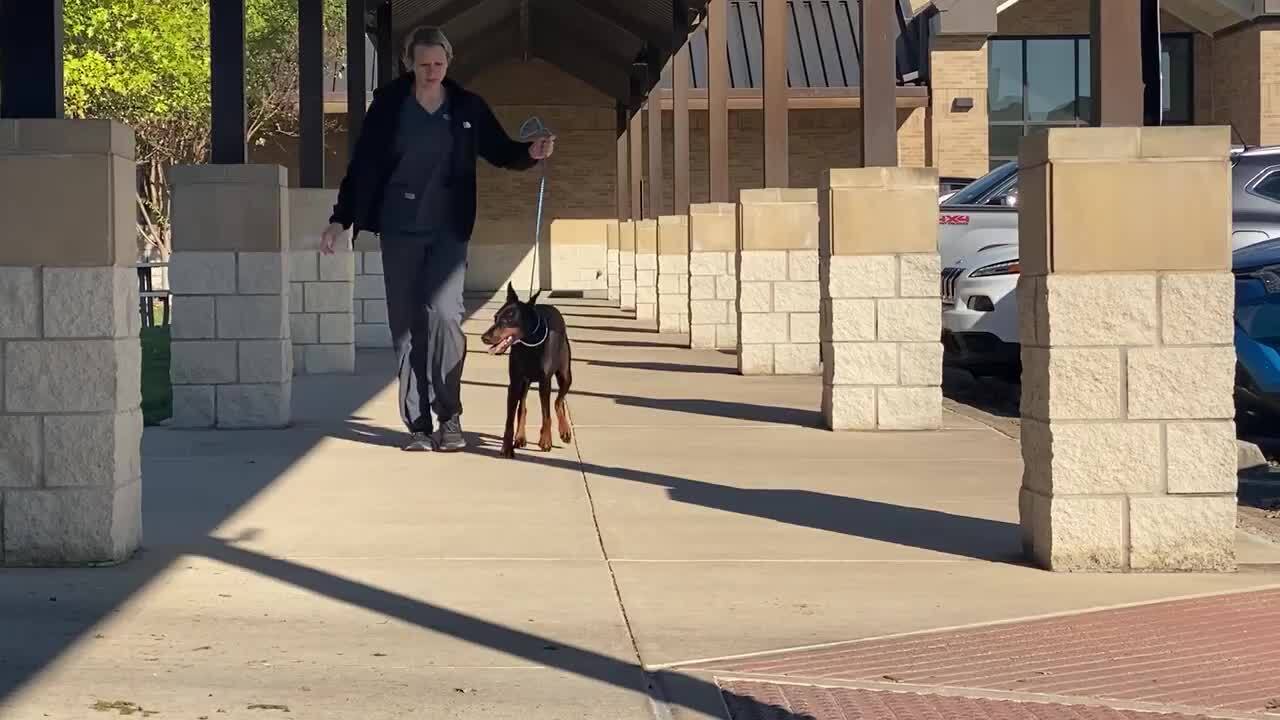 Muscular Trauma in Dogs and Cats - Musculoskeletal System - Merck ...