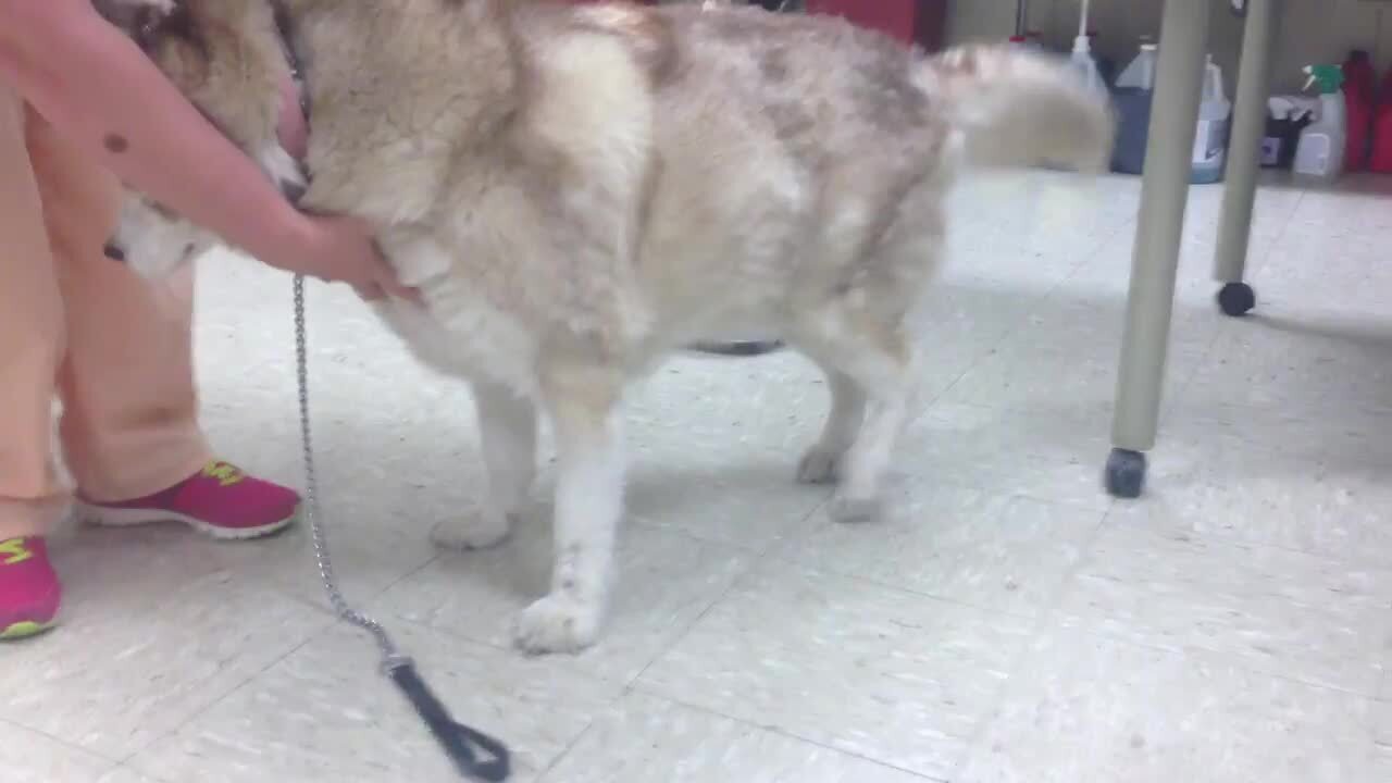 Muscular Trauma in Dogs and Cats - Musculoskeletal System - Merck ...