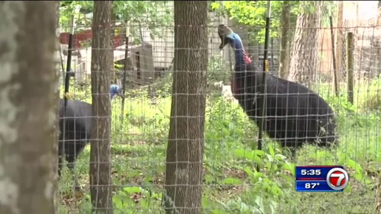 Killer Cassowary Bird Attacks