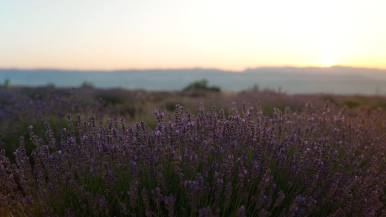 Young Living Lavender Video Digital Library Young Living