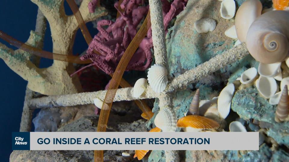 Go underwater to witness a coral reef rehabilitation project