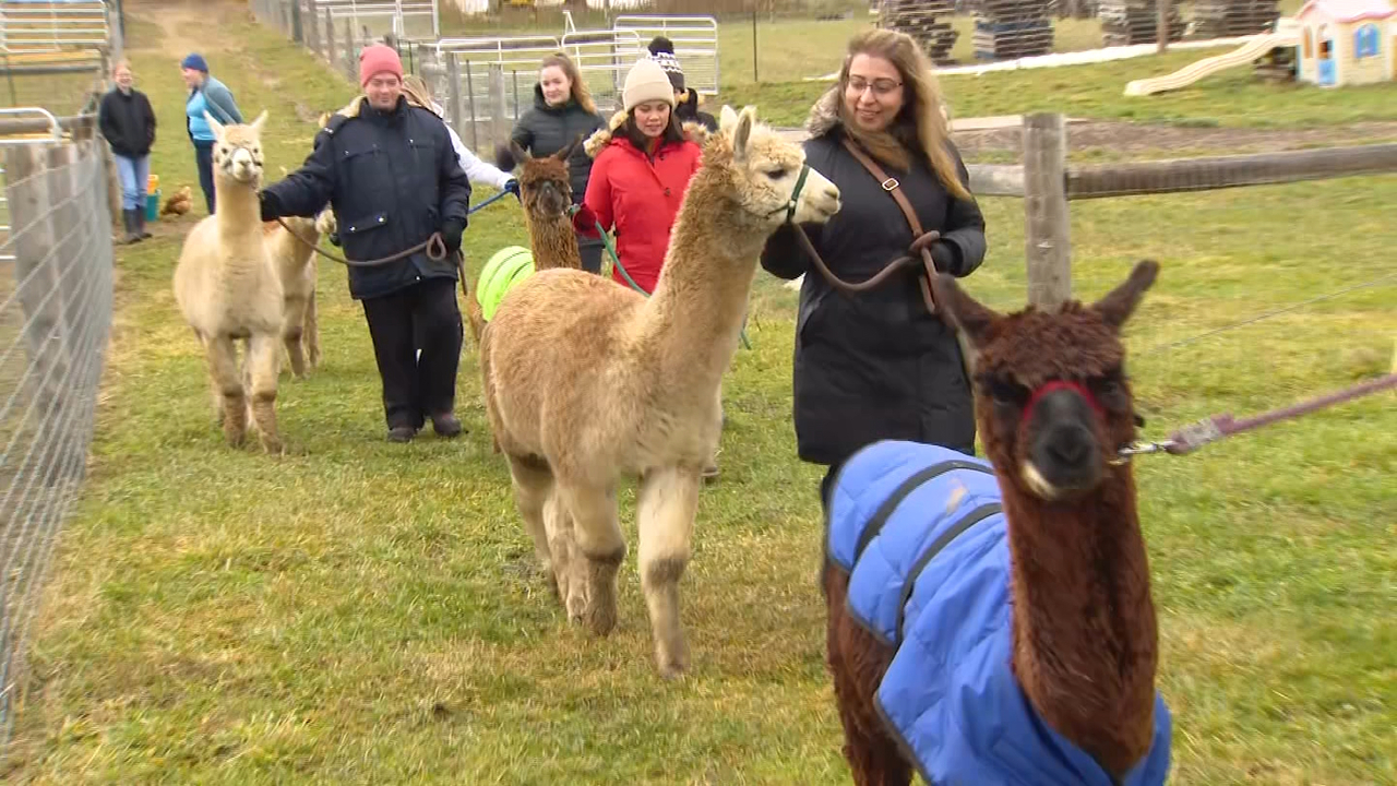 Stay calm by walking an alpaca | CityNews Toronto
