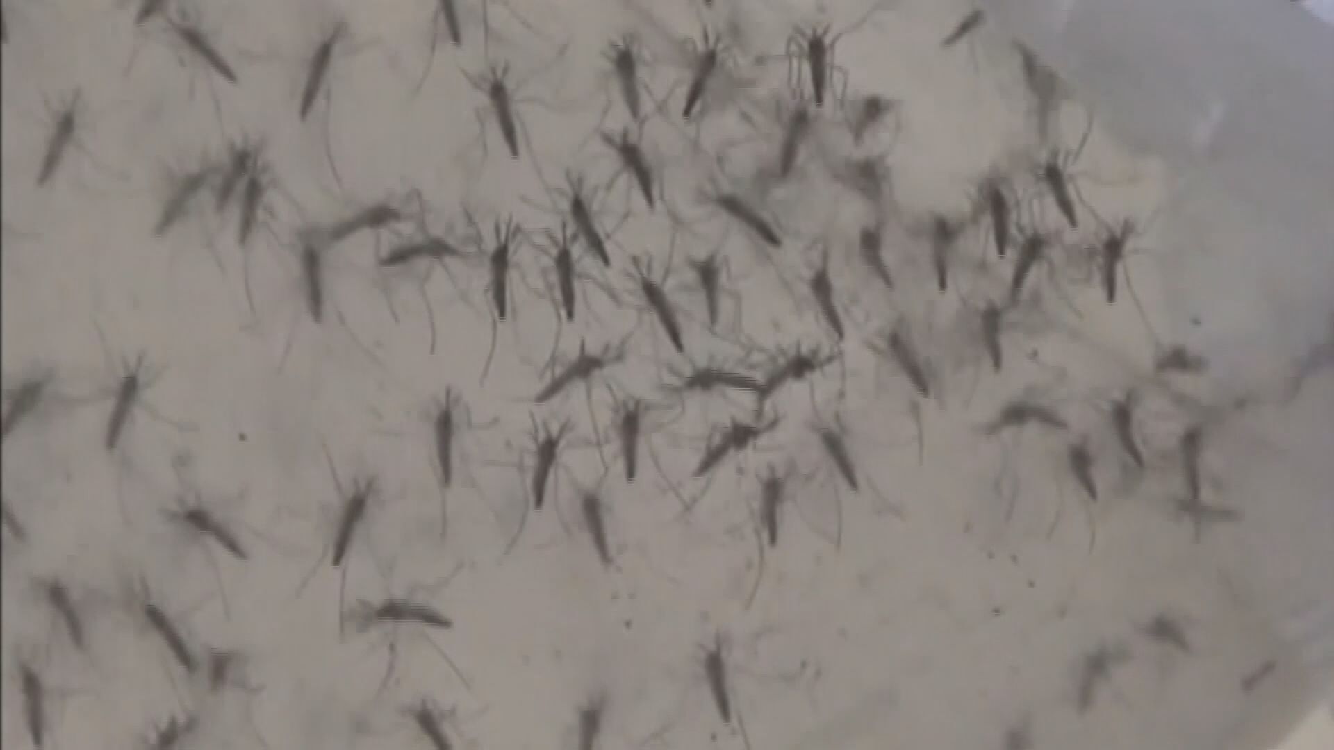 Lytton wildfire sparked by RCMP trailer: police