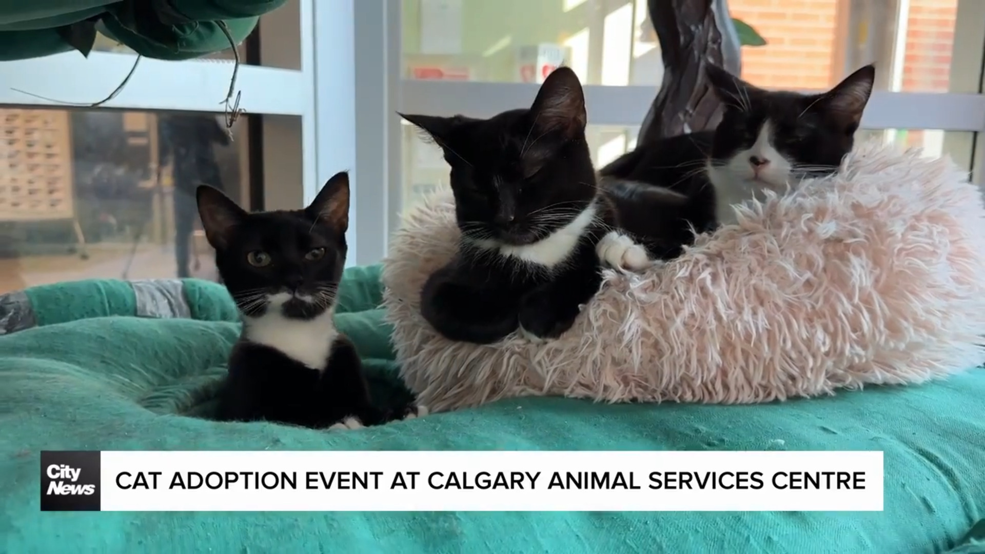 What is the cost of attending the Calgary Stampede? - CityNews Calgary