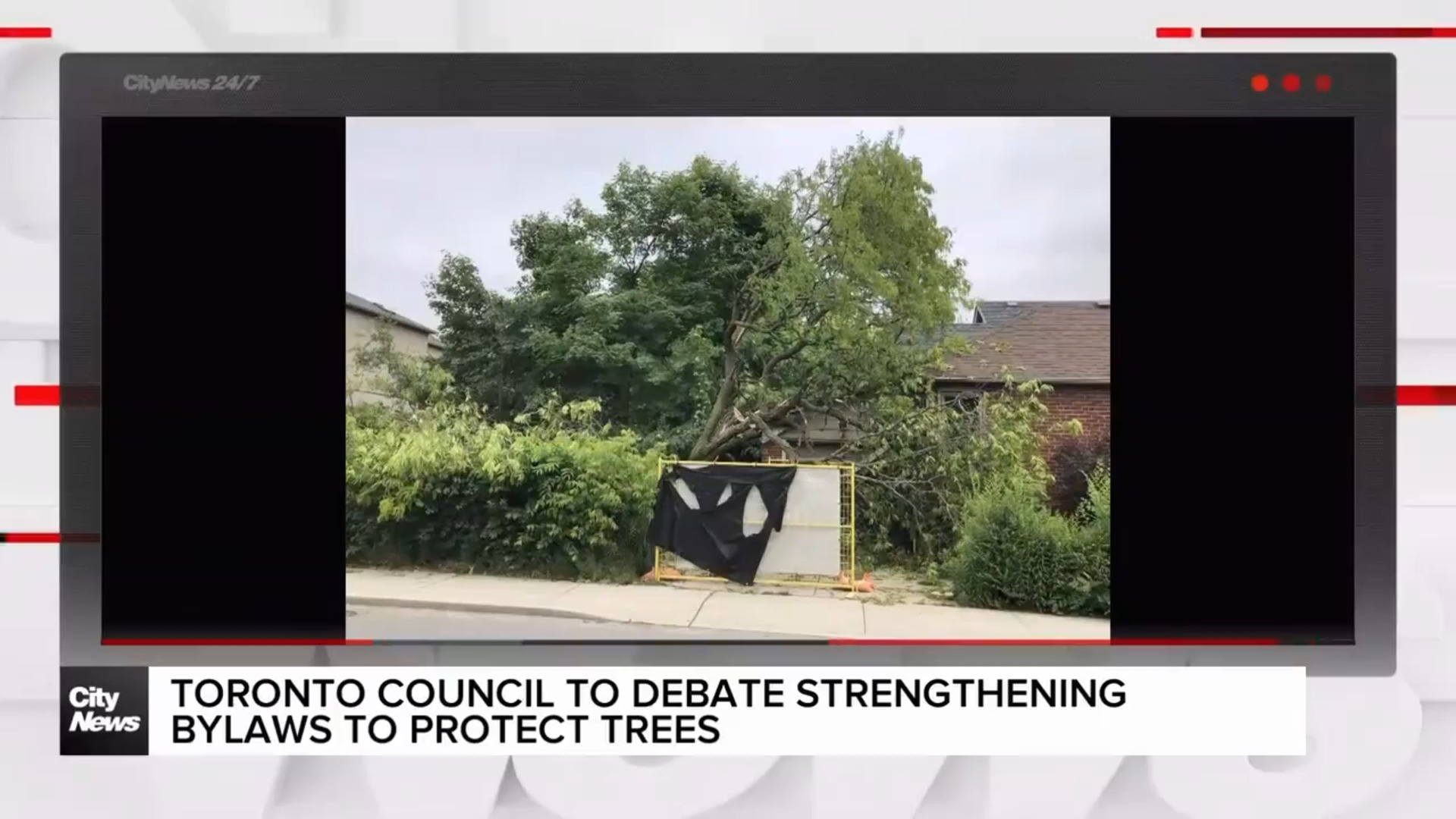 Toronto Council to debate strengthening tree protection bylaws