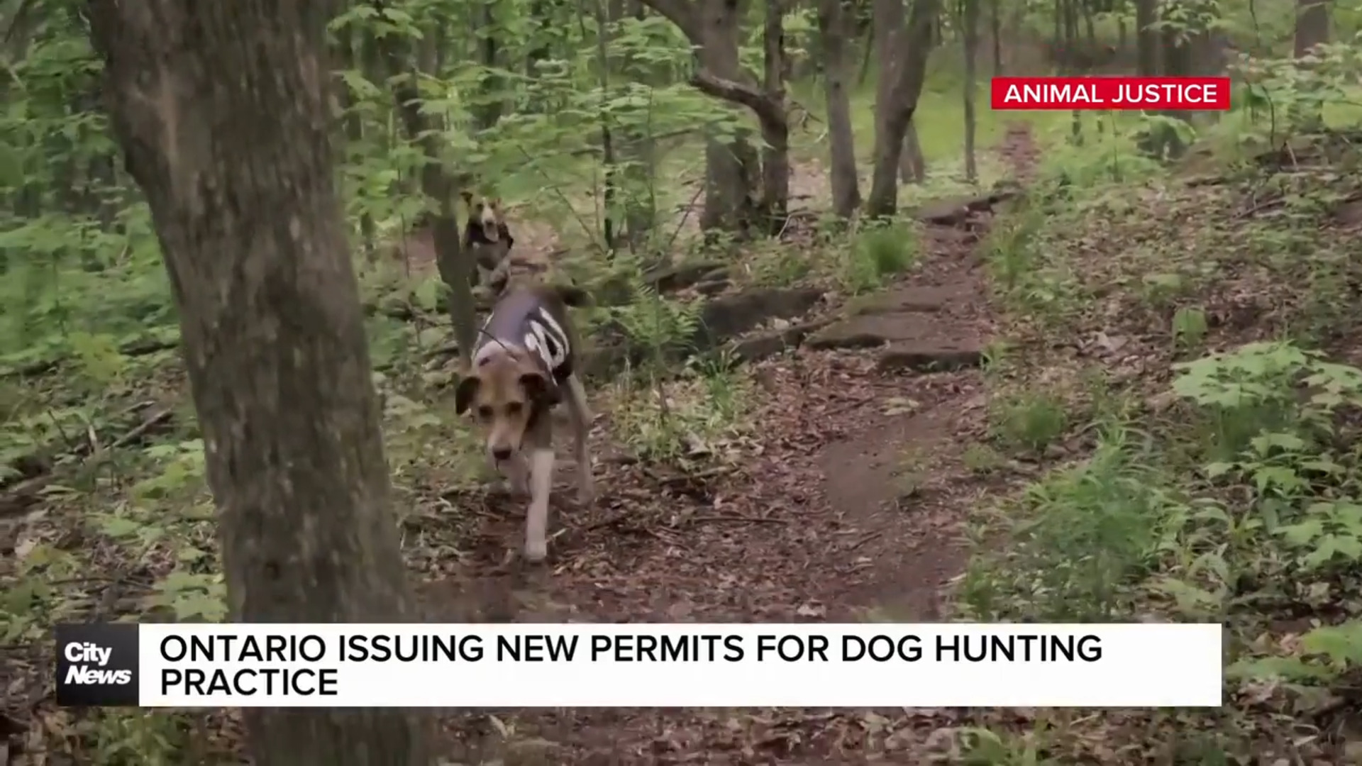 Ontario issues new licenses for dog hunting enclosures