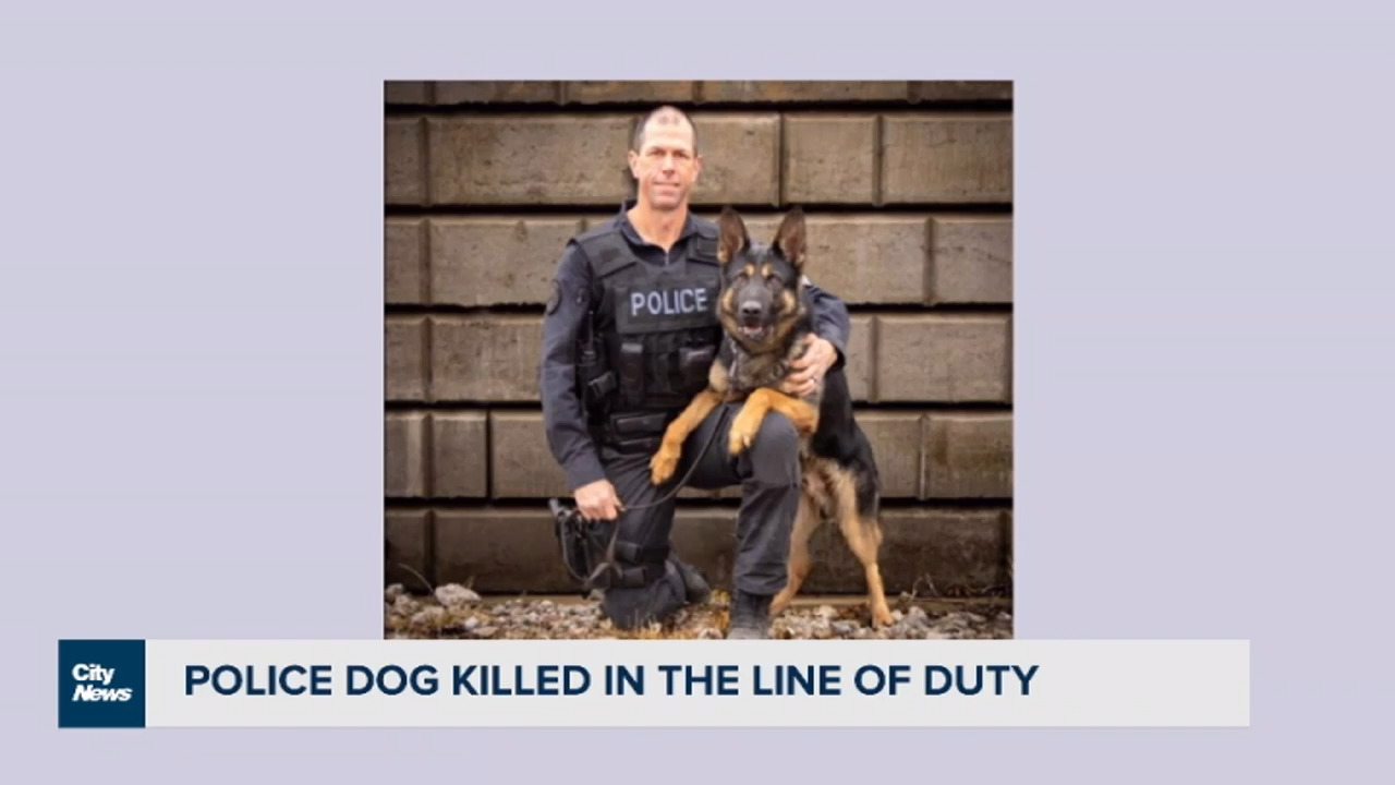 SIU investigating after police dog shot and killed, suspect injured