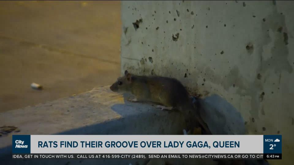 Rats like to dance…were they just born this way?