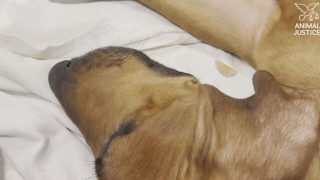 After animal testing lab in Ontario closes due to shocking discoveries ...