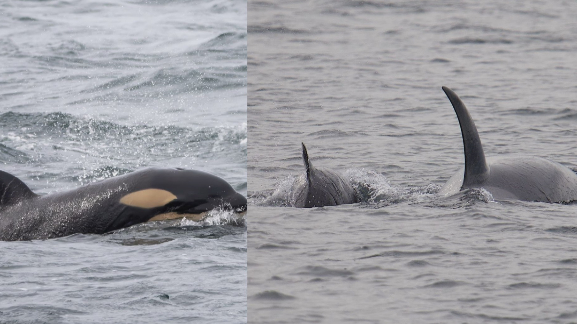 'I Am Canadian' ad updated amid Canada-U.S. tensions