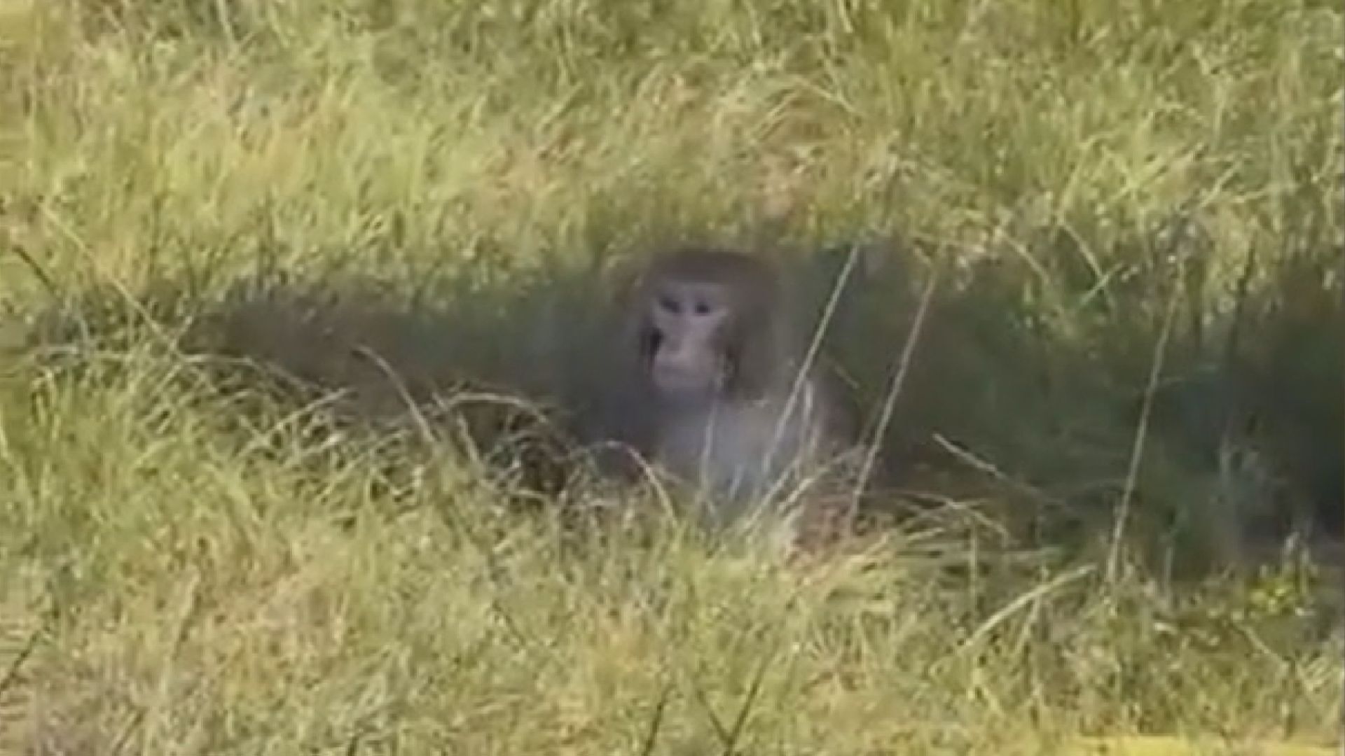 Tsunami waves hit Hawaii, Japan, U.S. and Canada west coasts