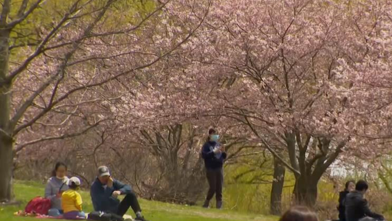 Help save Toronto's cherry blossom trees | CityNews Toronto