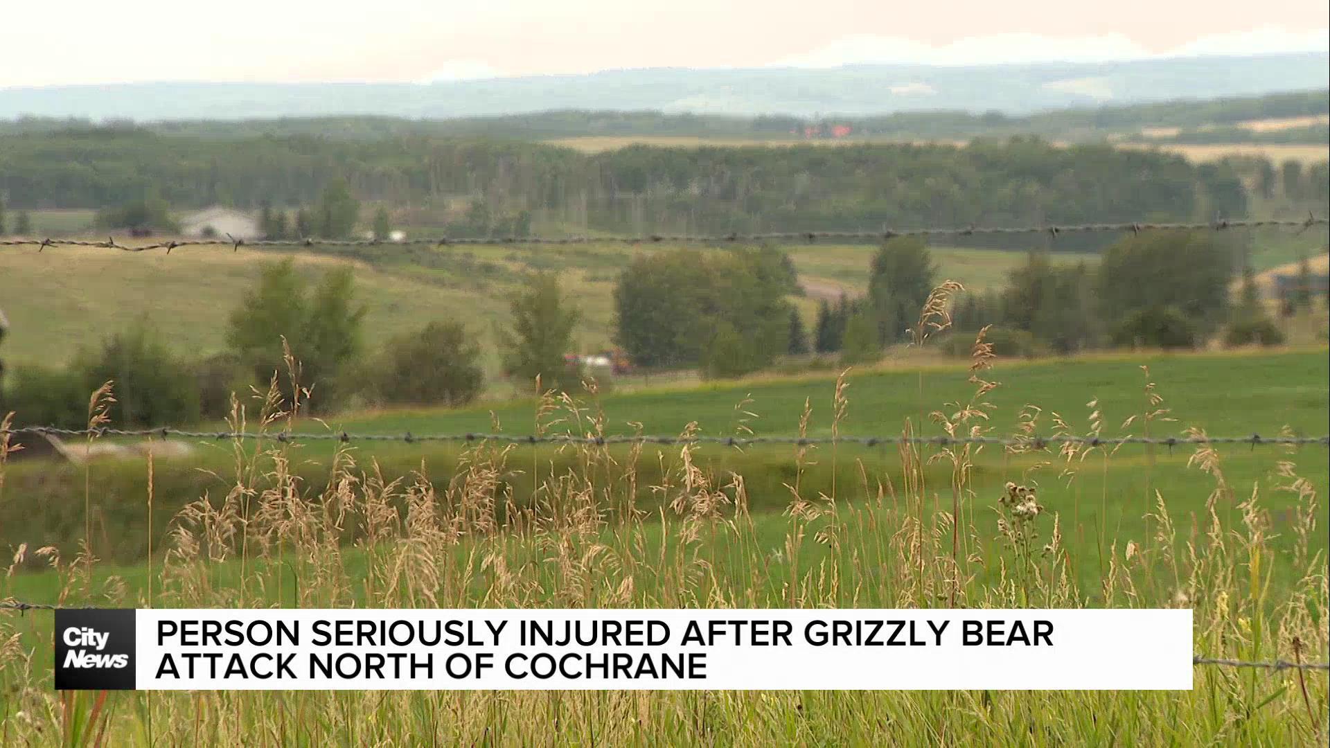 Person seriously injured after grizzly bear attack North of Cochrane